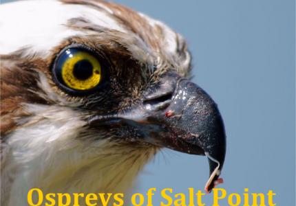 Salt Point | Town of Lansing New York